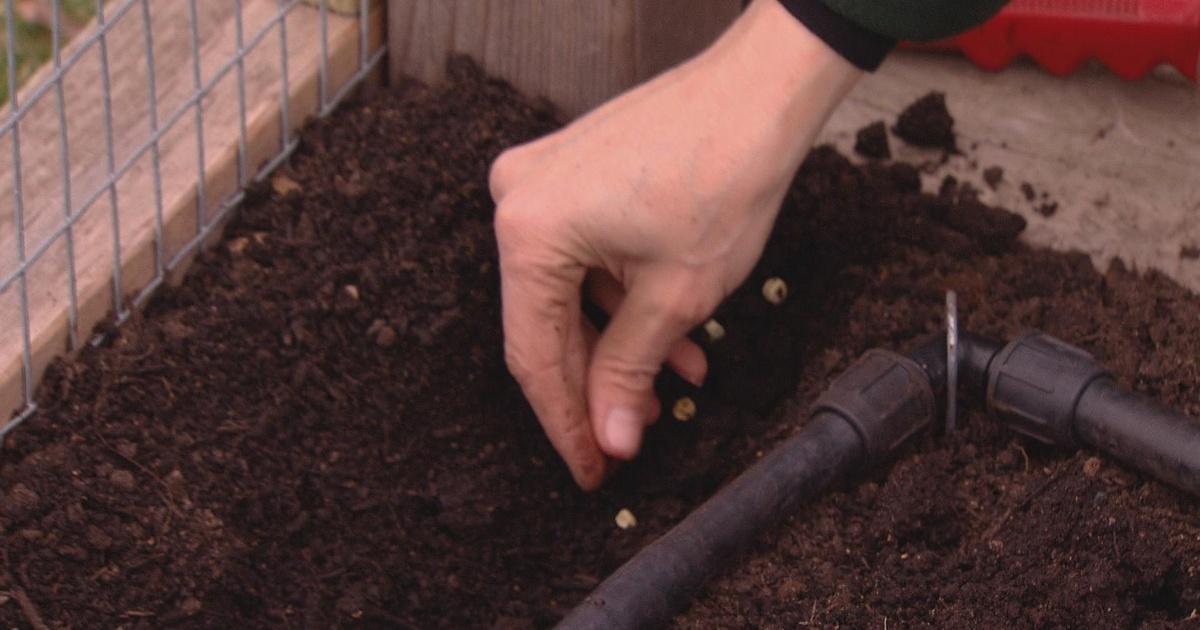 Chicago Tonight | Web Extra: Jeanne Nolan and Phil Ponce Plant Sugar ...