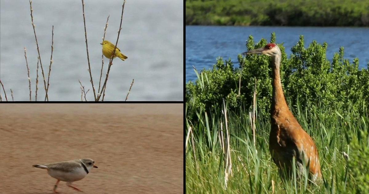Great Lakes Now | Great Lakes Now Connect: Migratory Birds | PBS