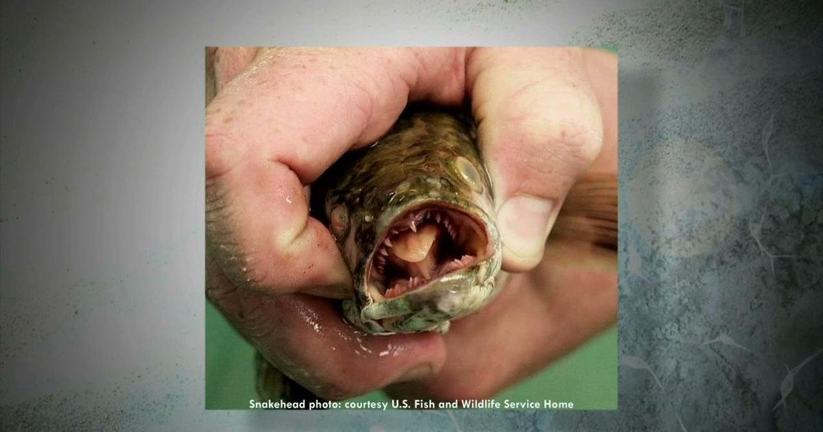 Great Lakes Now | Aquatic Invasive Species - Great Lakes Now Connect ...