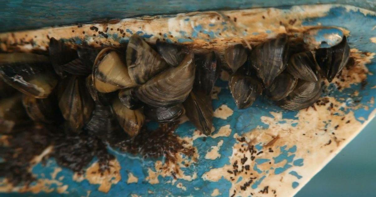 Great Lakes Now Update: Invasive Mussels | Great Lakes Now | PBS