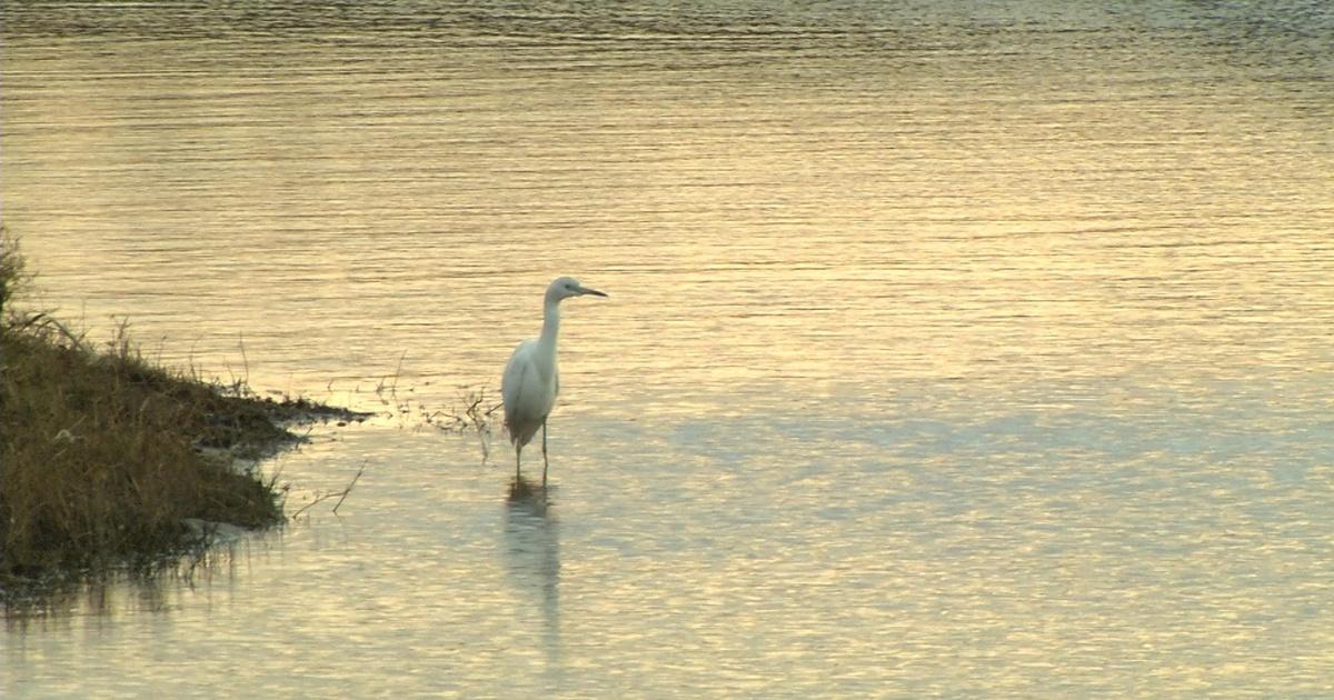 ONE CENTRAL FLORIDA | Birdwatching | Season 2014 | Episode 26 | PBS