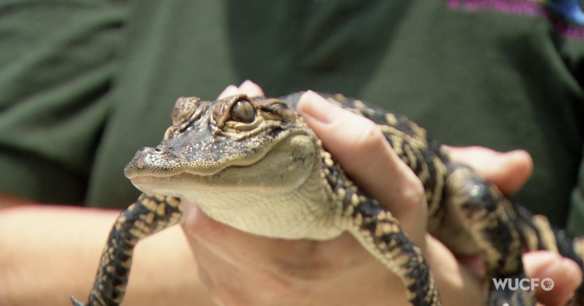 ONE CENTRAL FLORIDA | Reptile Passion- Reptile Handlers at the Central ...