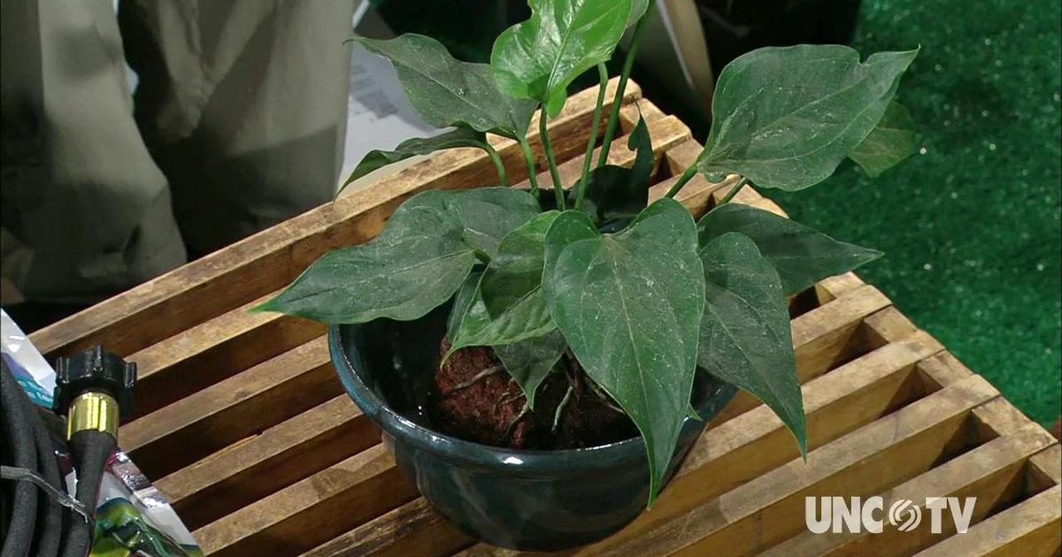 Almanac Gardener | Checkout the Volcano Plant | Season 3100 | Episode ...