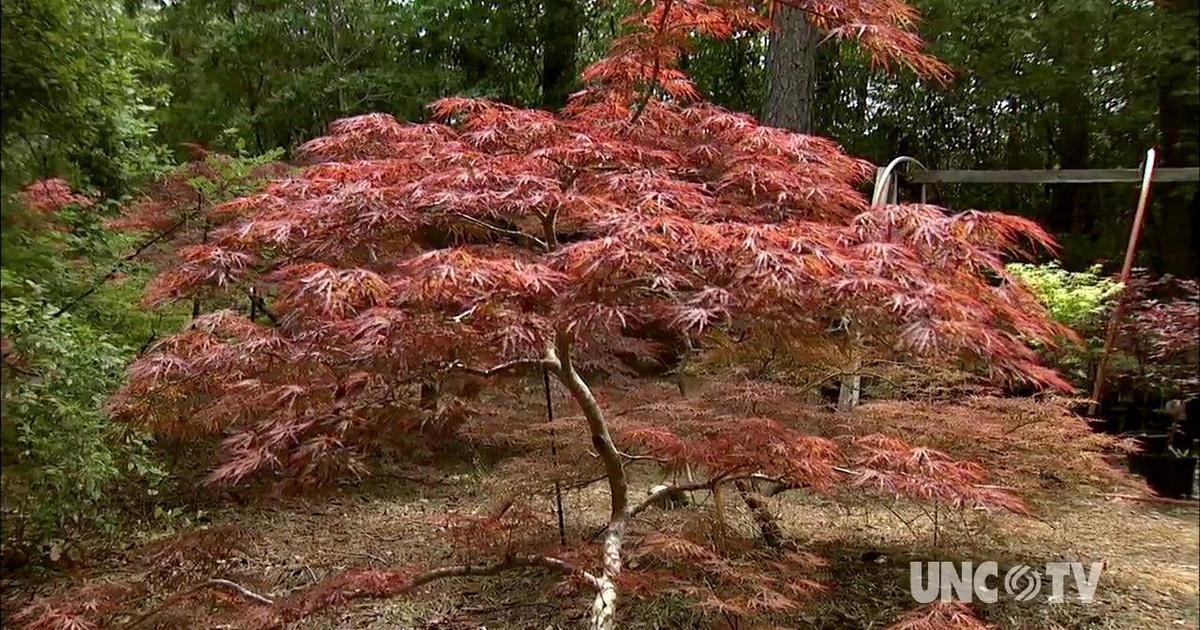 Almanac Gardener | Growing Japanese Maple Trees | Arizona PBS