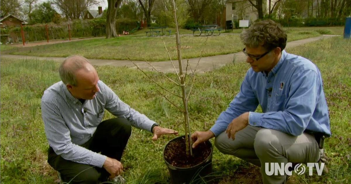 Almanac Gardener | How to Plant a Tree | PBS