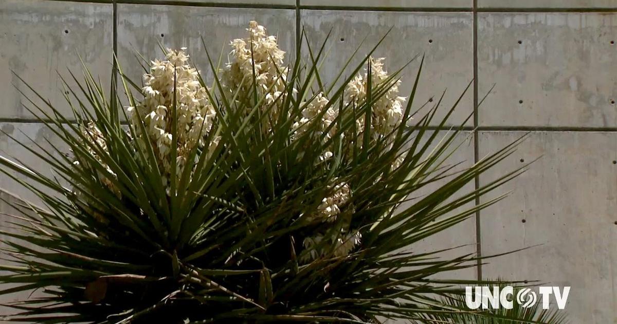 Almanac Gardener | Growing Hot Weather Plants | PBS