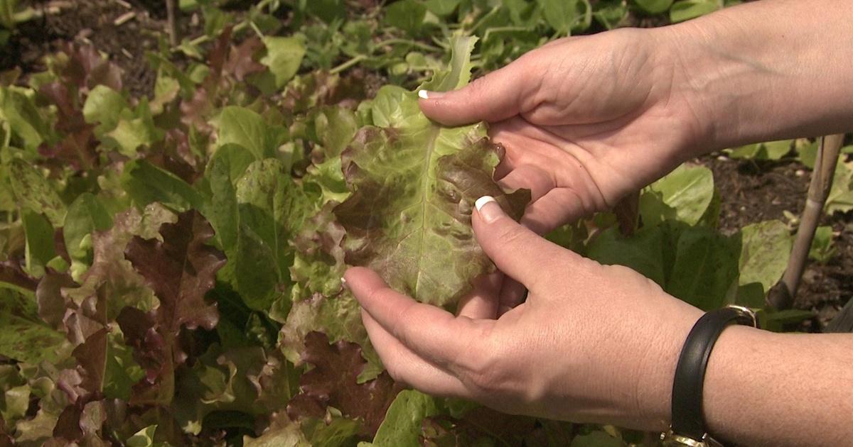 Almanac Gardener | Vegetable Gardening | PBS