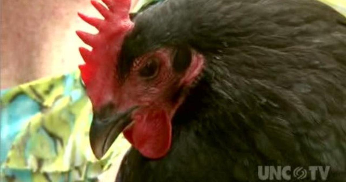 Almanac Gardener | Backyard Chickens | PBS