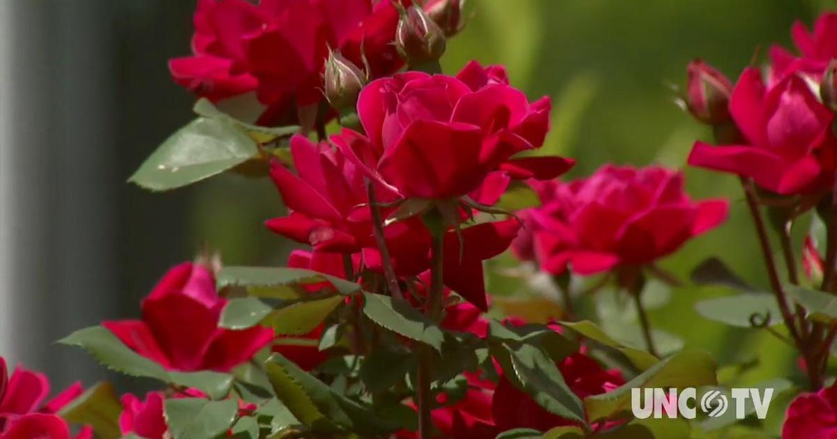 Rose Rosetta Disease | Almanac Gardener | PBS