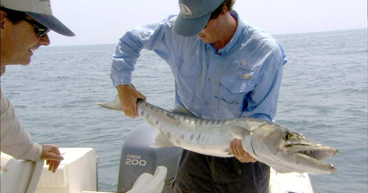 Barracuda Bite | Season 3100 Episode 3114 | Carolina Outdoor Journal | PBS