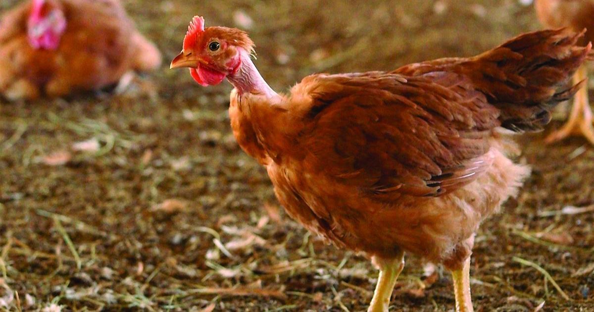 Flavor NC | Why Did the Chicken Cross the Ocean? | Season 500 | Episode ...