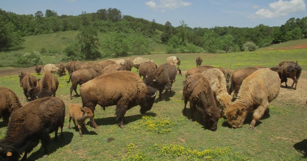 Flavor NC | Bison | Season 600 | Episode 1 | PBS