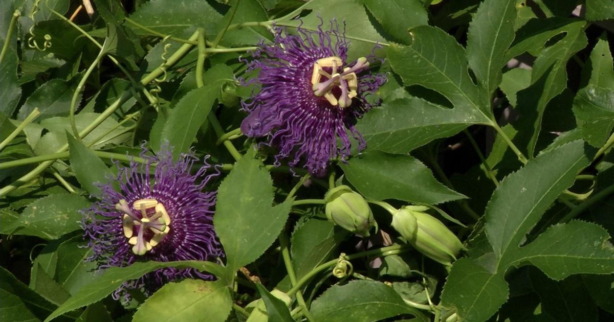 In the Garden | Plant of the Week- Incense Passion Flower | PBS
