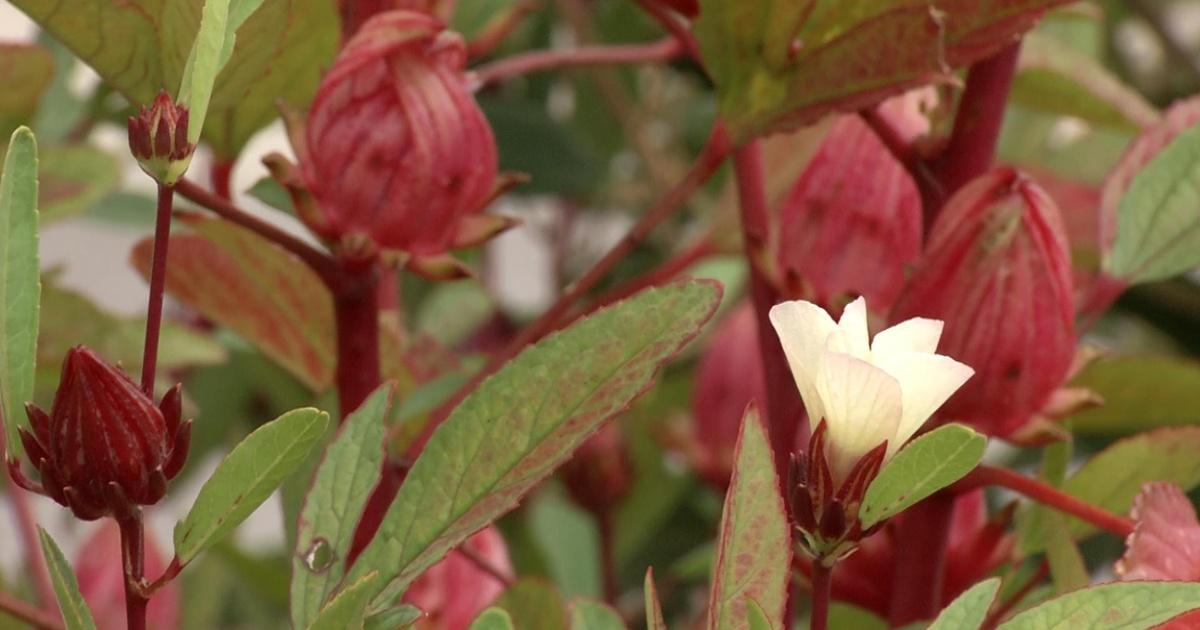In the Garden | Plant of the Week: Roselle Hibiscus sabdariffa ‘Roselle ...