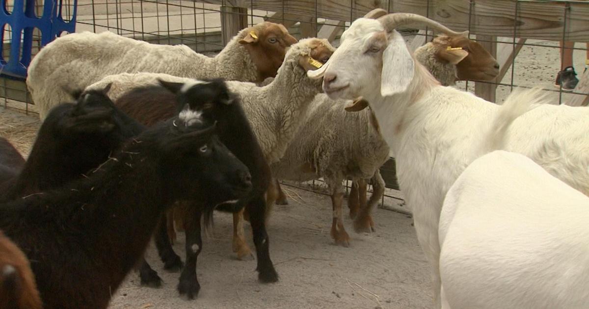 Goats and Sheep Run Amok with ROOTLE! | rootle | PBS