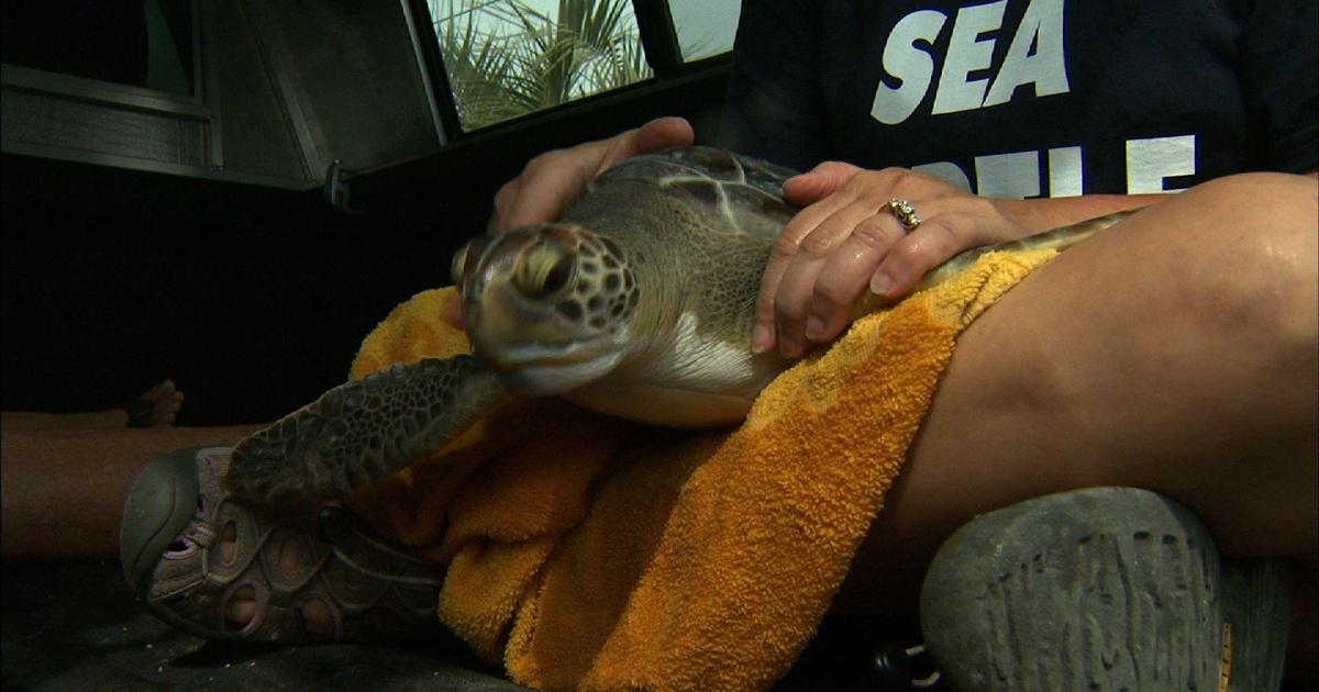 NC Now | Sea Turtle Release Topsail Island | PBS