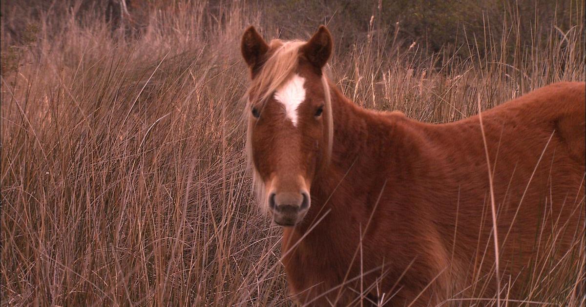 Our State | Wild Horses | PBS