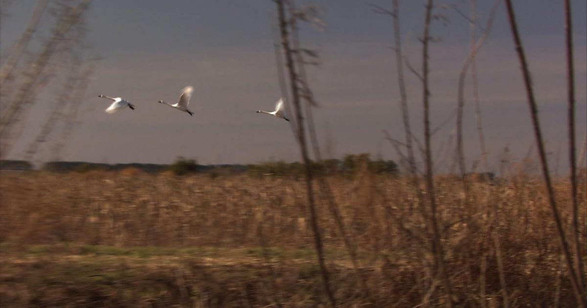 SCI NC | The Great Migration | PBS