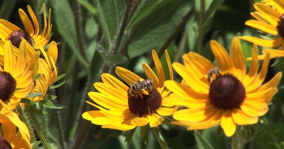 UNC-TV Science | Saving Our Pollinators | PBS