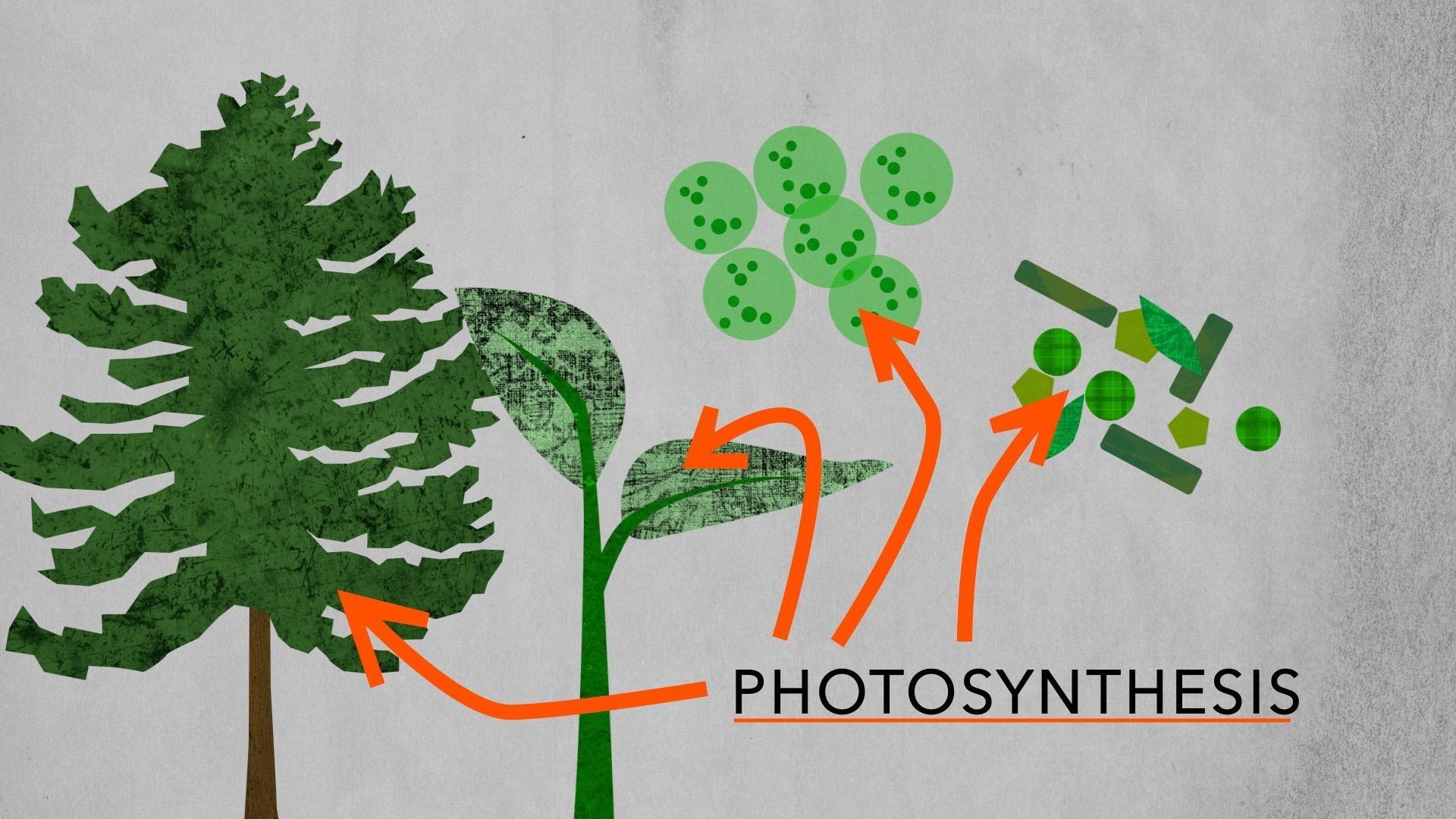 Photosynthesis For Kids Trees