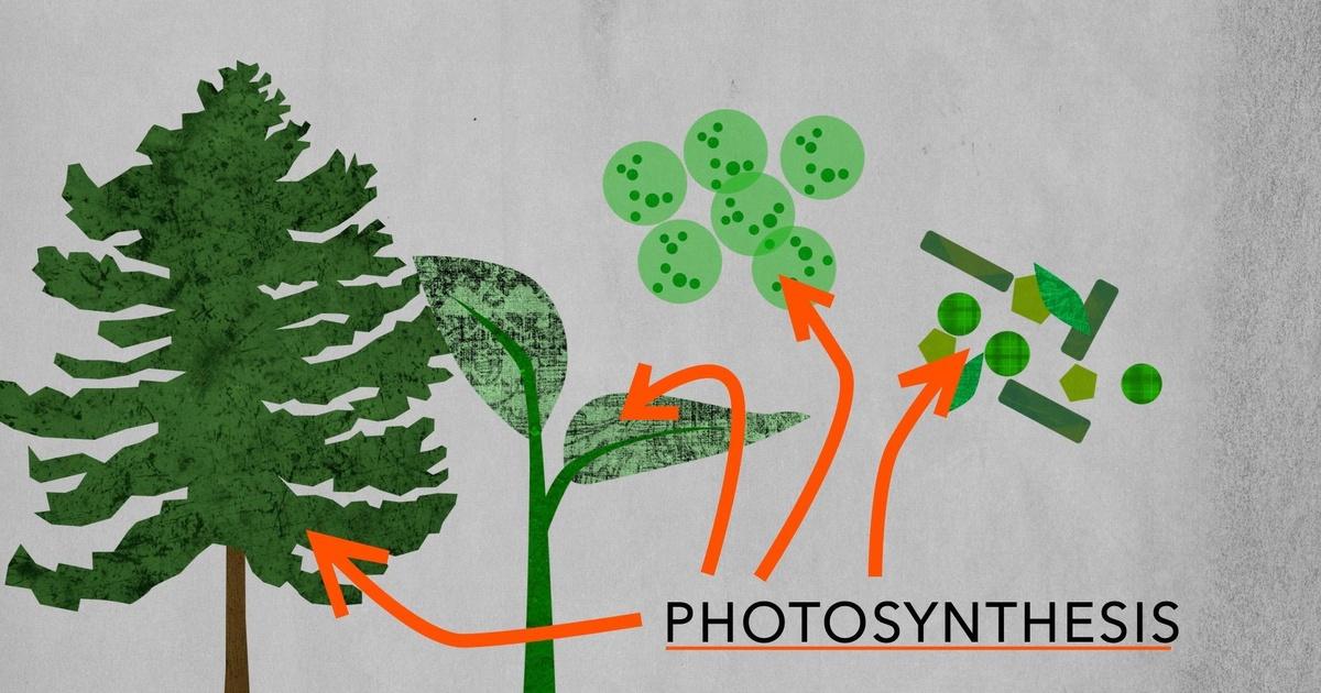 UNC-TV Science | Photosynthesis | Episode 2 | PBS