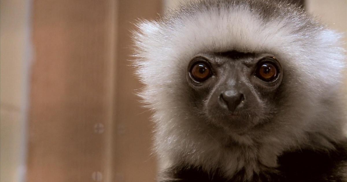 UNC-TV Science | Duke Lemur Center | PBS