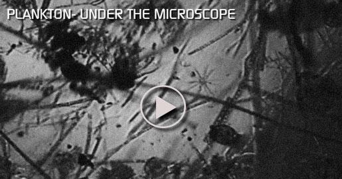 LSI: Life Science Investigation | Video Extra: Plankton - Under the ...