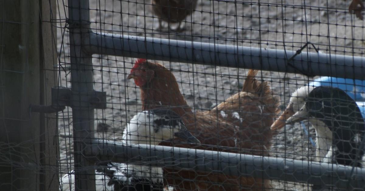 NJ Spotlight News | As avian flu spreads, stronger official response ...