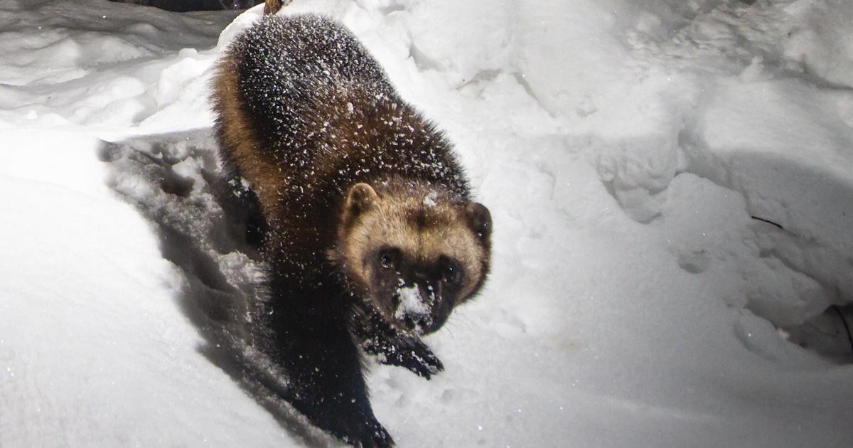 Oregon Field Guide | Cascades Wolverine Project | Season 34 | Episode 3 ...