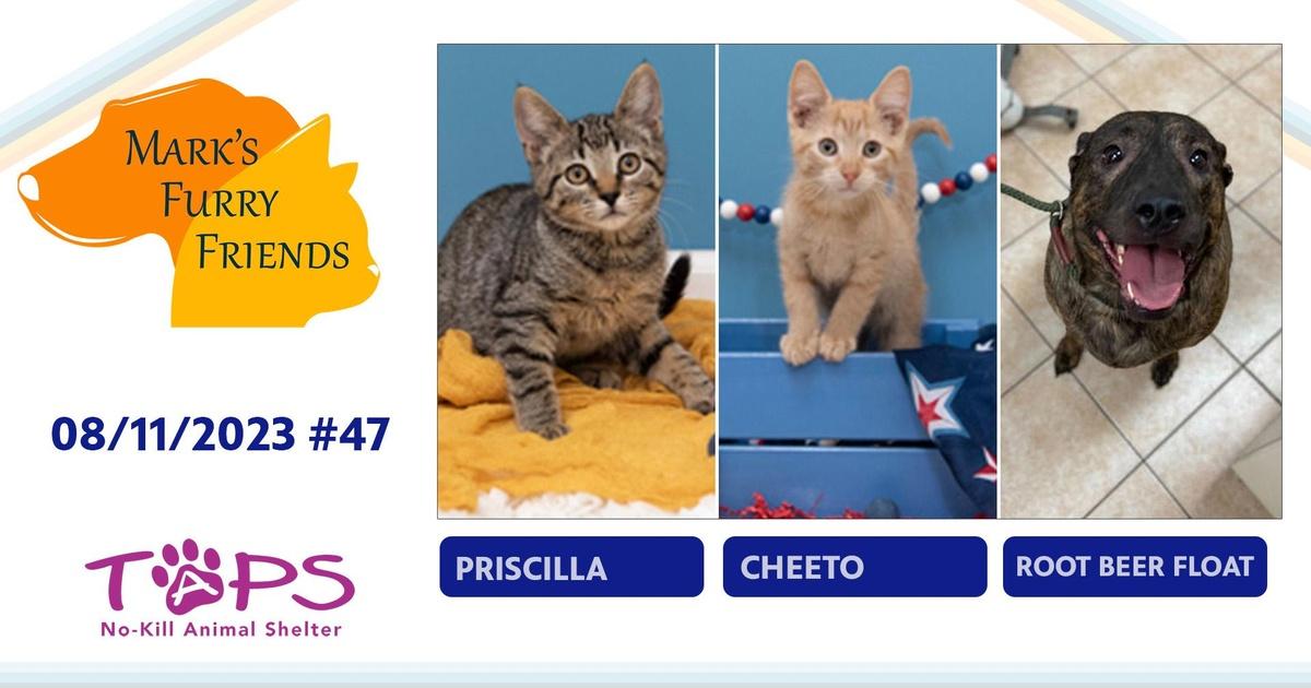 Mark’s Furry Friends | 08/10/2023 | Priscilla, Cheeto and Root Beer ...
