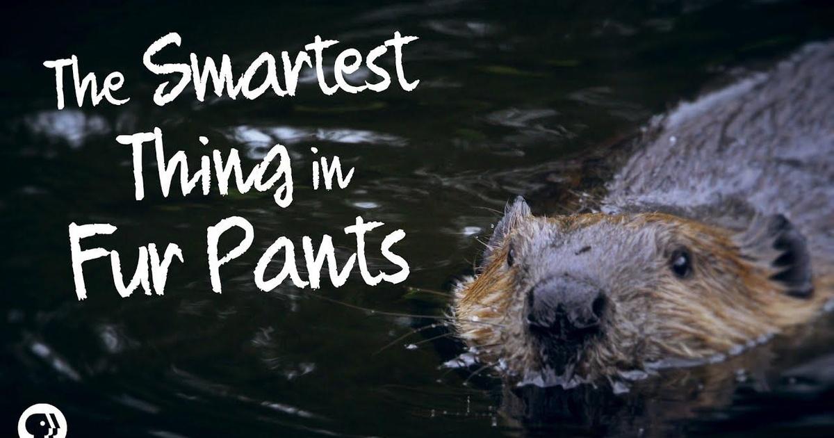 Be Smart | Beavers: The Smartest Things in Fur Pants | Season 4 ...