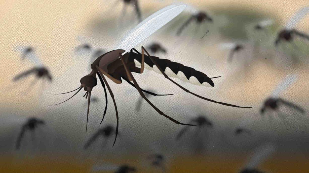 We Helped Make Mosquitoes A Problem | Watch Eons on PBS Wisconsin