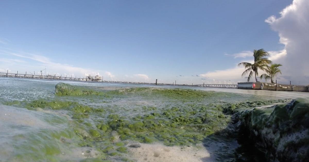 Battleground Everglades | Algae Explosion | Episode 101 | PBS