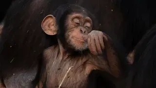 Evolution Earth | PBS