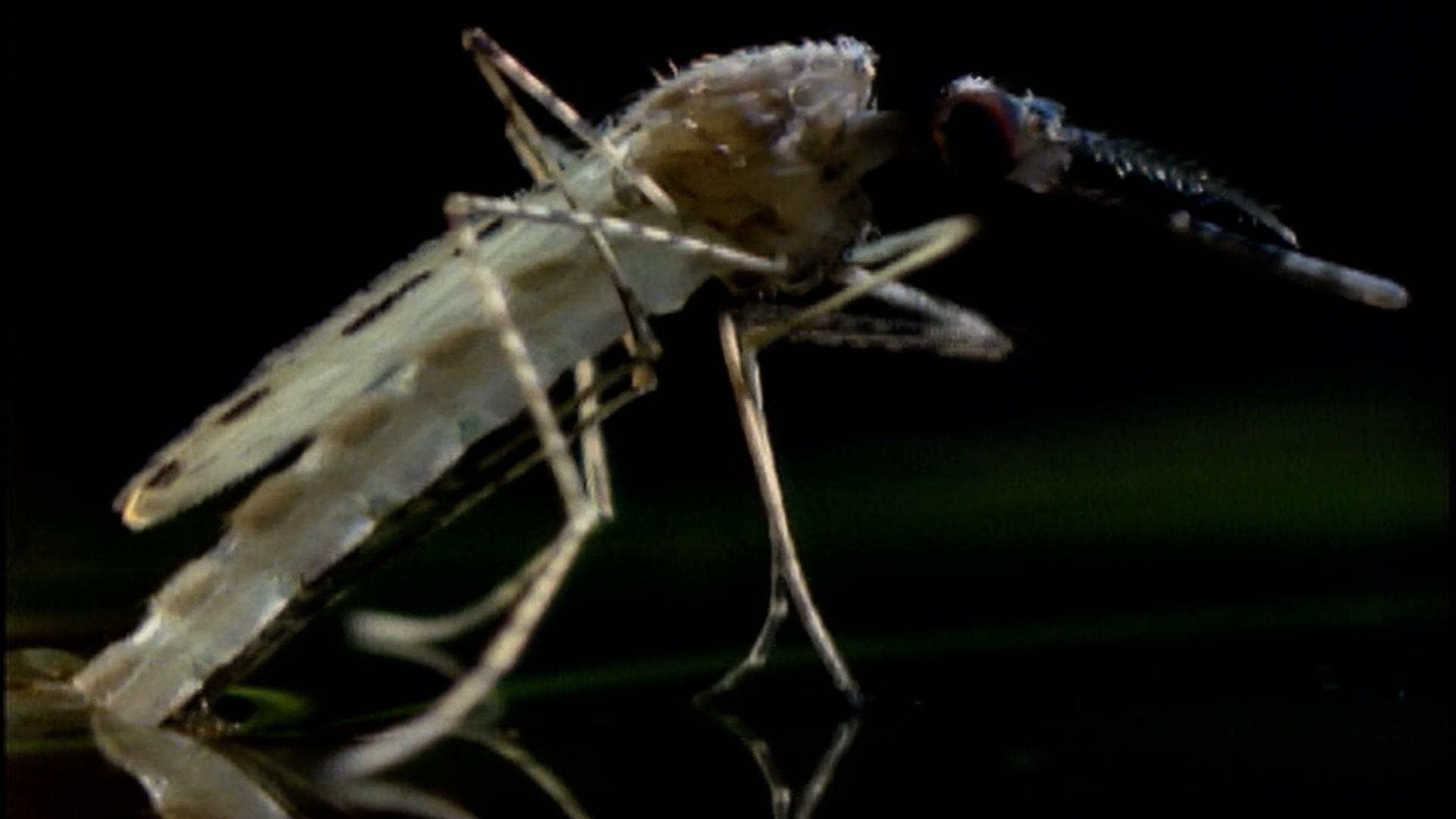 Bloody Suckers | Nature | THIRTEEN - New York Public Media