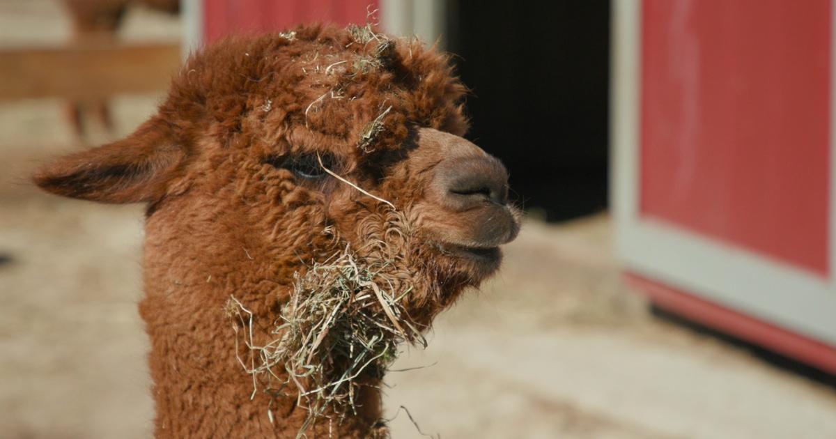 Rhode Island PBS Weekly | Alpaca Haven | Season 6 | Episode 29 | PBS
