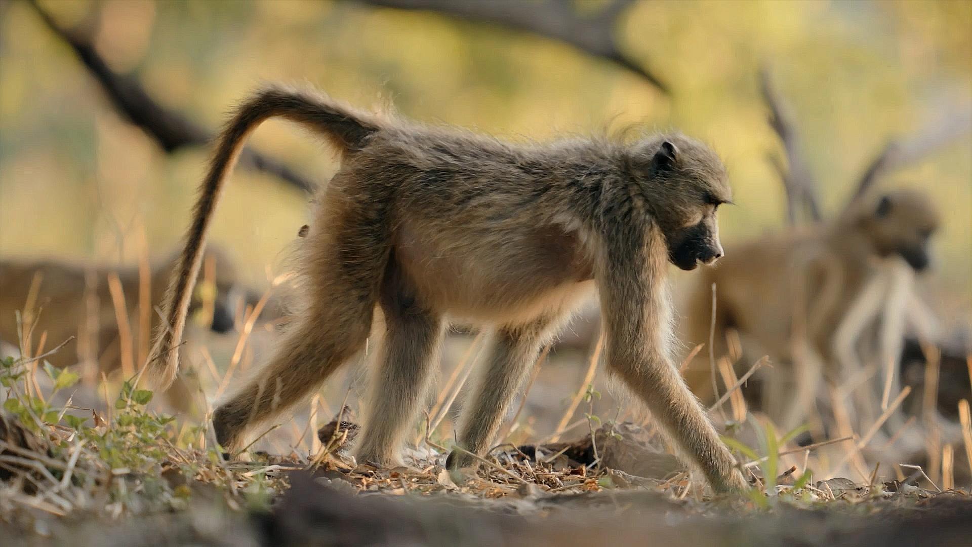 Beware of Baboons! How They Keep the Woodland Safe | Nature | THIRTEEN ...