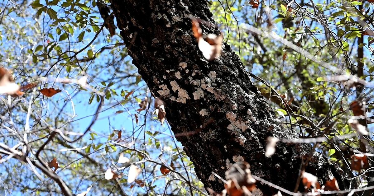 Chicago Tonight | Lateleaf Oak Tree at Big Bend National Park | Season ...
