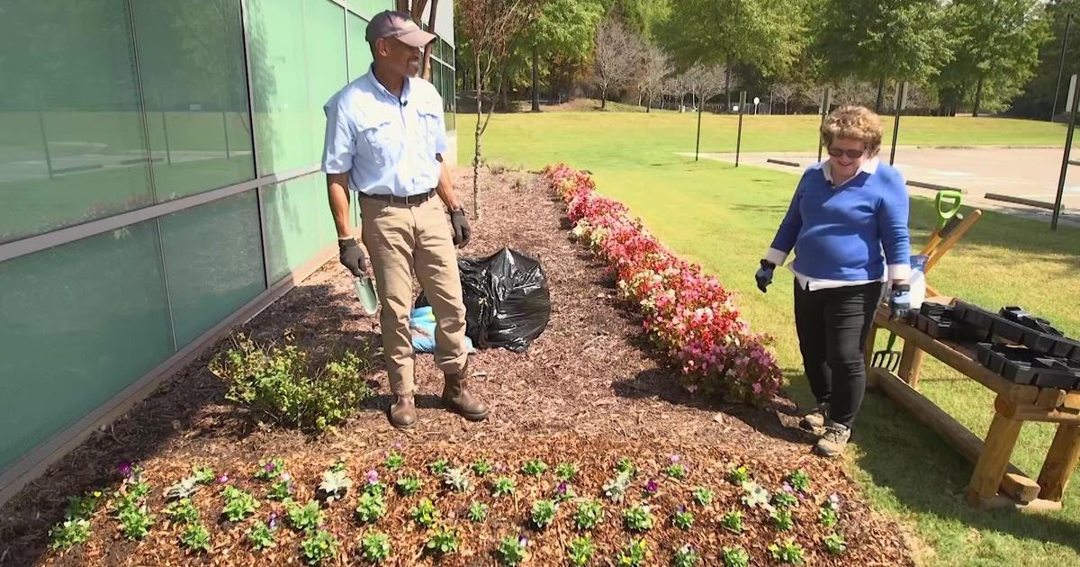 The Family Plot | Planting Dusty Miller and Violas & Attracting Winter ...