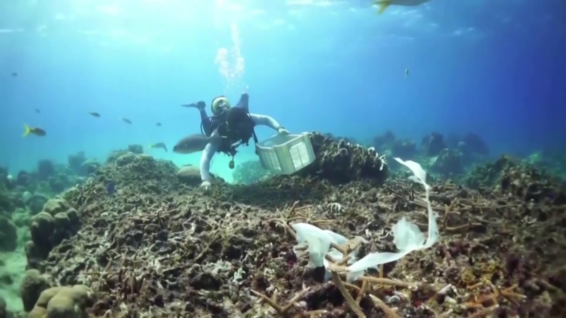 Conservationists take drastic measures to save coral reefs | PBS News ...