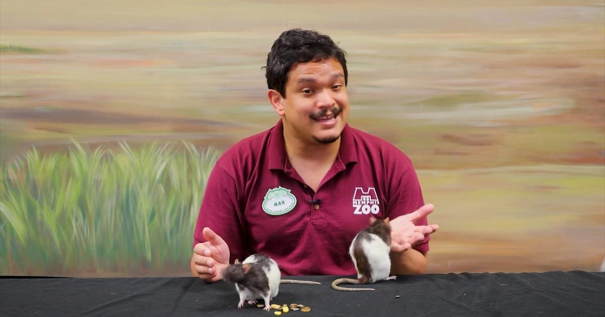 Let's Learn | SOCIAL LIVES OF ANIMALS | PBS