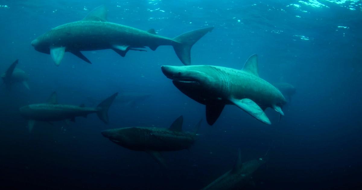 Nature | Mysterious Gathering of Sharks | Season 42 | Episode 17 | PBS