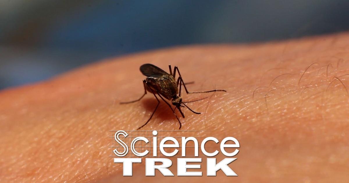 Science Trek | Biomimicry: Bug Solutions | PBS