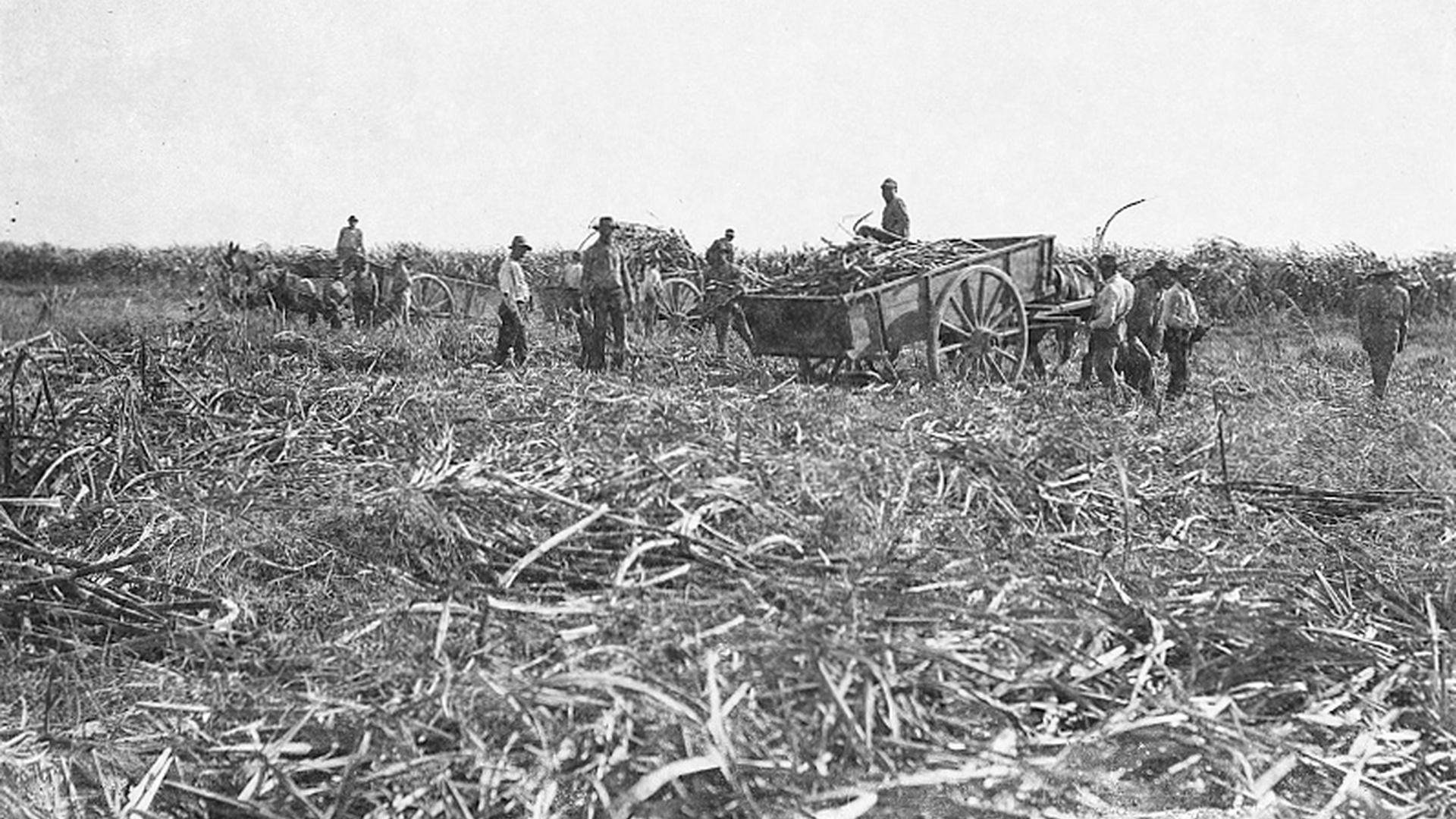 Sugar, slavery and 'commitment to truth' in U.S. history | PBS NewsHour ...