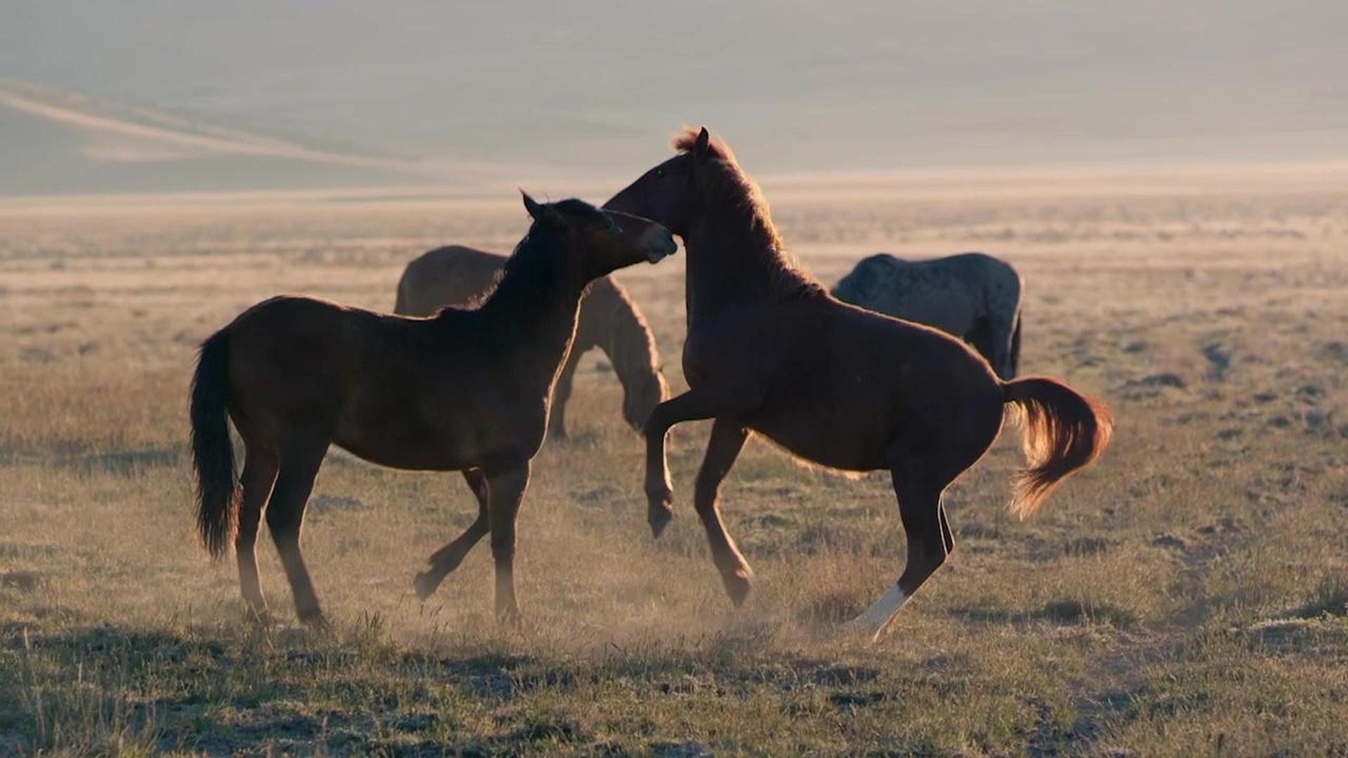 Timeline Clip #1 Elliot West | PBS Presents | NJ PBS