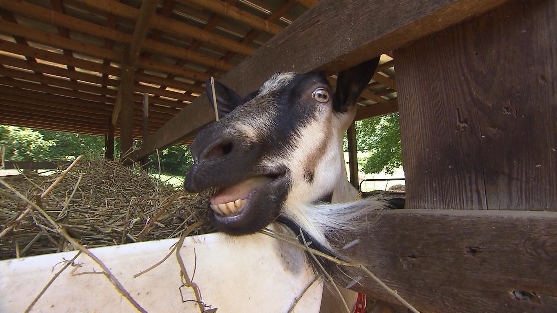 Tennessee Crossroads 3103 | Tennessee Crossroads | ALL ARTS