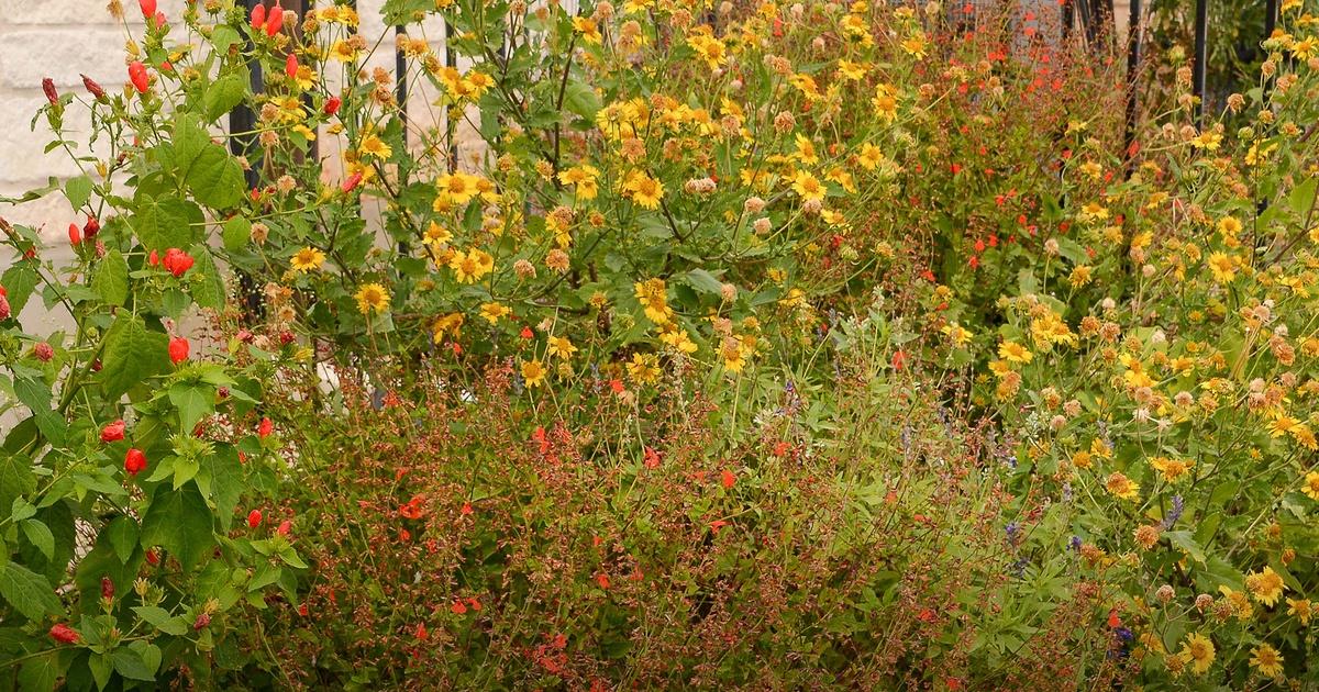 Central Texas Gardener | Native Plant Garden from Scratch in HOA ...
