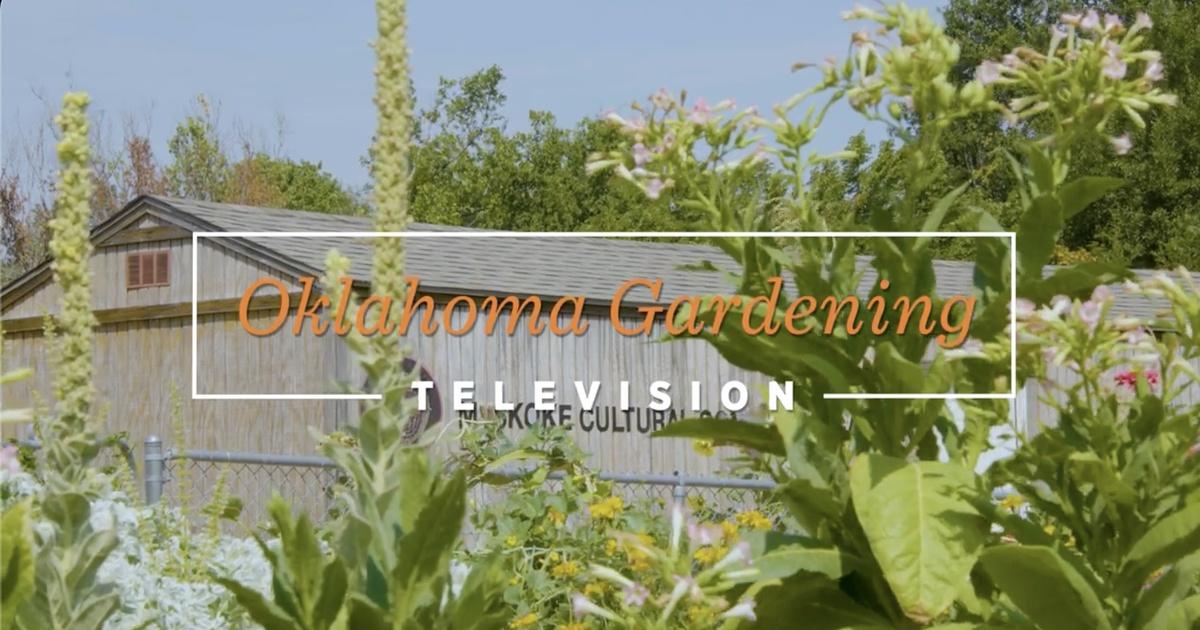 Oklahoma Gardening | Oklahoma Gardening August 24, 2024 | Season 51 ...