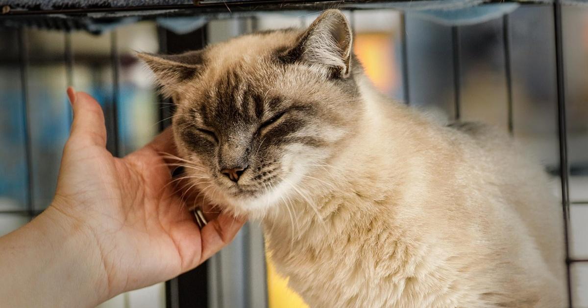 Animal Talk | Integrating a Cat Into a Multi-Pet Home | Season 1 ...