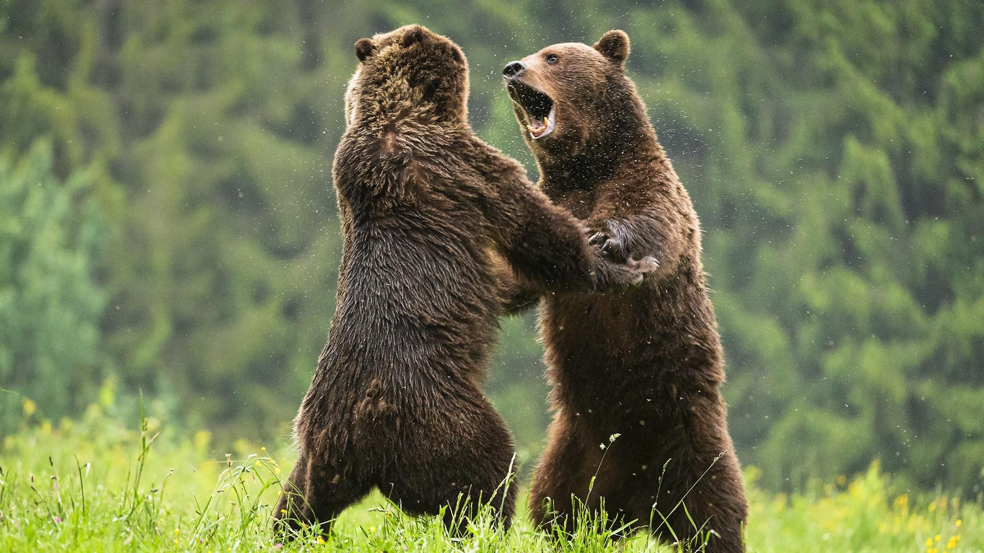 How Male Bears Attract Mates | Nature | WLIW